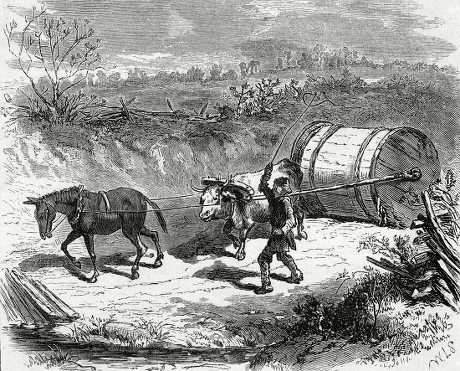 Virginia Usa Mule Ox Dragging Hogshead Editorial Stock Photo - Stock ...