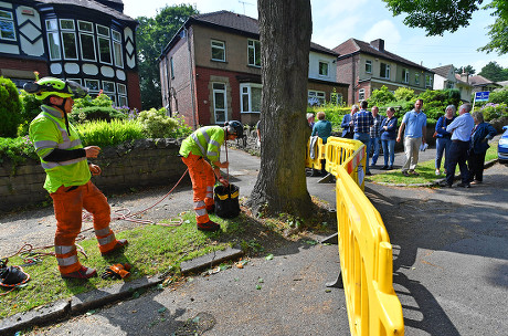 Tree Surgeons Pack Leave After Stag Editorial Stock Photo - Stock Image ...