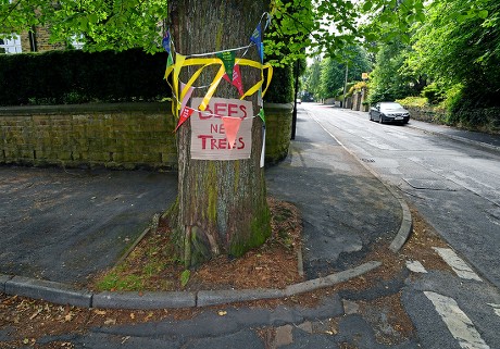 Base Rare Elm Tree Designated Felling Editorial Stock Photo - Stock ...