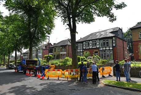 Tree Surgeons Stop Work After Stag Editorial Stock Photo - Stock Image ...