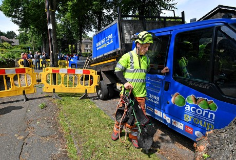 Tree Surgeons Pack Leave After Stag Editorial Stock Photo - Stock Image ...