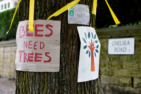 Signs Around Rare Elm Tree Designated Editorial Stock Photo - Stock ...