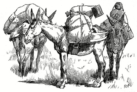 48 Pack mules Stock Pictures, Editorial Images and Stock Photos ...