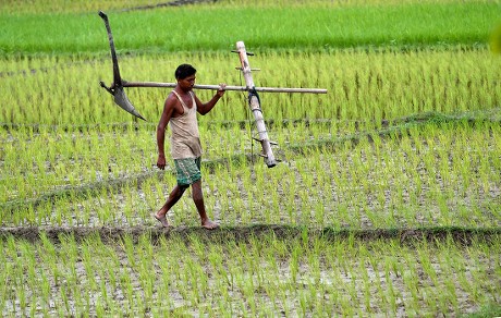 83 Paddy seedling Stock Pictures, Editorial Images and Stock Photos ...