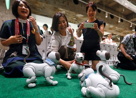 Sony Robot Dog Aibo Owners Fans Editorial Stock Photo - Stock Image ...