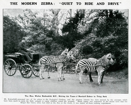 1 Zebra driven carriage Stock Pictures, Editorial Images and Stock ...