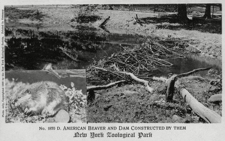 American Beaver Constructed Dam New York Editorial Stock Photo - Stock ...