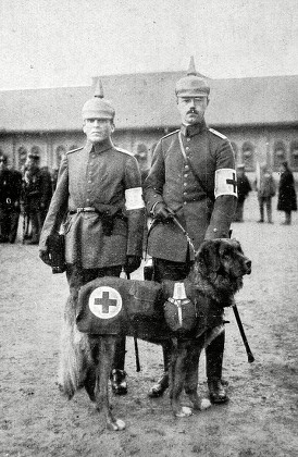 Canine Member German Red Cross Seen Editorial Stock Photo - Stock Image ...