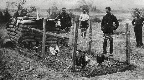 32 Chicken coup Stock Pictures, Editorial Images and Stock Photos ...