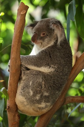 Coco Last Koala Three Female That Editorial Stock Photo - Stock Image ...