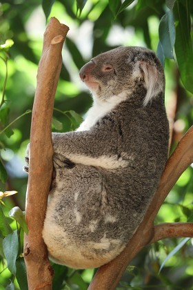 Coco Last Koala Three Female That Editorial Stock Photo - Stock Image ...