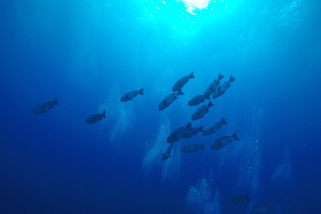 Group Lutjanus Bohar Fish Gather Near Editorial Stock Photo - Stock ...