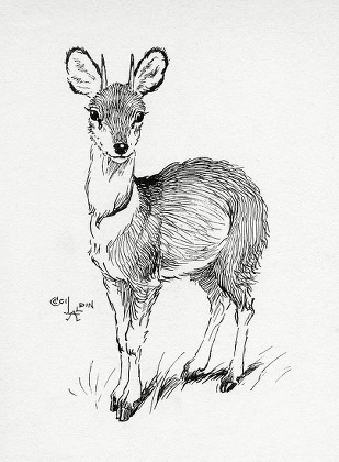 37 Klipspringer Stock Pictures, Editorial Images and Stock Photos ...