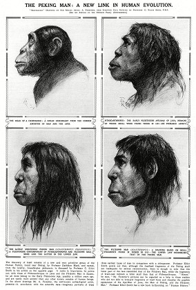 Peking Man New Link Human Evolution Editorial Stock Photo - Stock Image ...