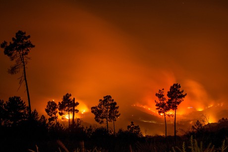 Flames Burn Land During Forest Fire Editorial Stock Photo - Stock Image ...