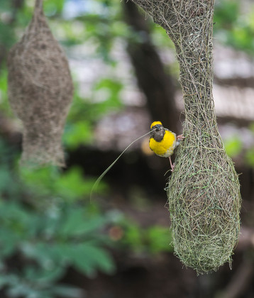 Baya Weaver Bird Being Spotted Baner Editorial Stock Photo - Stock Image | Shutterstock