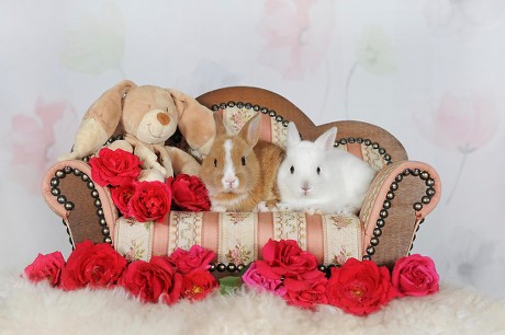 Dwarf Rabbit 6 Weeks Old Red Editorial Stock Photo - Stock Image ...