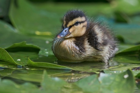 250 Duck fledgling Stock Pictures, Editorial Images and Stock Photos ...