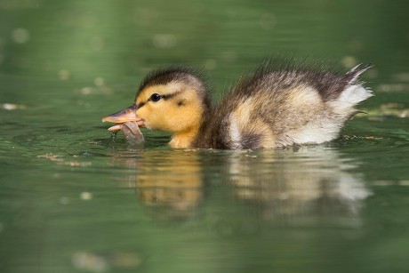 250 Duck fledgling Stock Pictures, Editorial Images and Stock Photos ...
