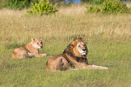 500 Copulating couple Stock Pictures, Editorial Images and Stock Photos ...