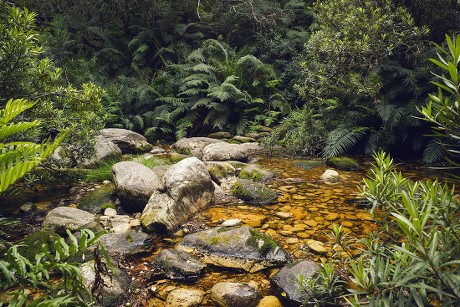250 Jungle path Stock Pictures, Editorial Images and Stock Photos ...