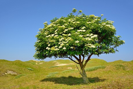 8 Bourtree Stock Pictures, Editorial Images and Stock Photos | Shutterstock