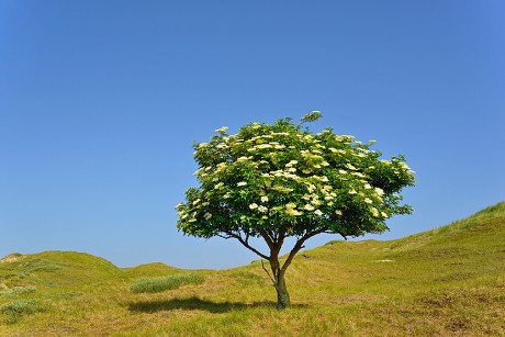 8 Bourtree Stock Pictures, Editorial Images and Stock Photos | Shutterstock
