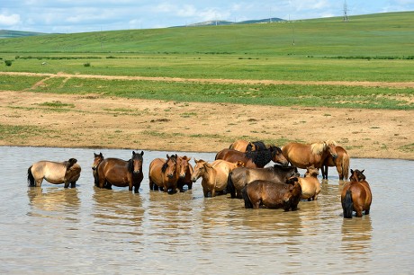 51 Bulgan Stock Pictures, Editorial Images and Stock Photos | Shutterstock