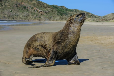 88 Lion foot Stock Pictures, Editorial Images and Stock Photos ...