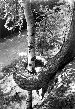 Tree Trunk Curve Pine Trunk Grows Editorial Stock Photo - Stock Image ...