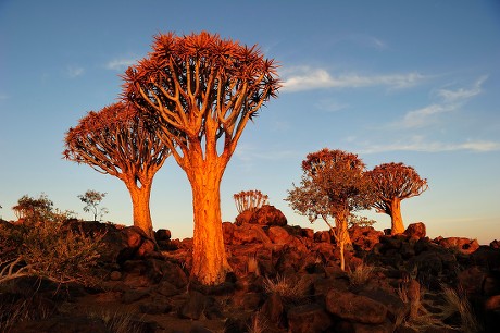 500 Quiver tree Stock Pictures, Editorial Images and Stock Photos ...
