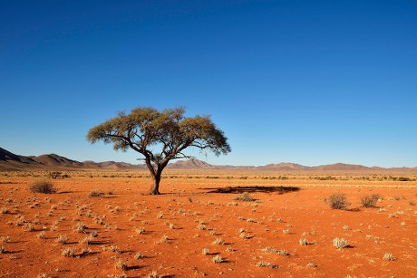 250 Tiras Stock Pictures, Editorial Images and Stock Photos | Shutterstock