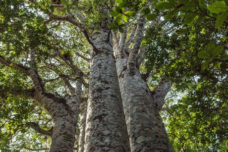 76 Giant rainforest trees Stock Pictures, Editorial Images and Stock ...