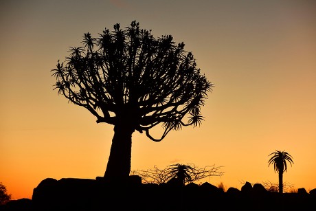 500 Quiver tree Stock Pictures, Editorial Images and Stock Photos ...