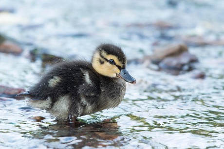 250 Duck fledgling Stock Pictures, Editorial Images and Stock Photos ...