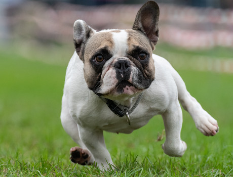 Pug Runs On Grass Pitch During Editorial Stock Photo - Stock Image ...