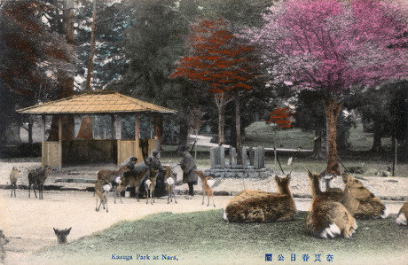 Deer Park Shinto Kasuga Shrine Nara Editorial Stock Photo - Stock Image ...