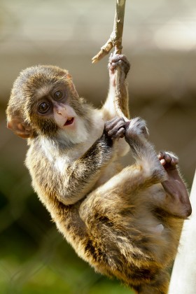 Brazza Monkey Baby Cercopithecus Neglectus Lisbon Editorial Stock Photo ...