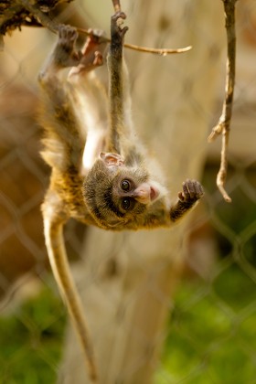 Brazza Monkey Baby Cercopithecus Neglectus Lisbon Editorial Stock Photo ...