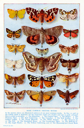Selection Common British Moths Based On Editorial Stock Photo - Stock ...