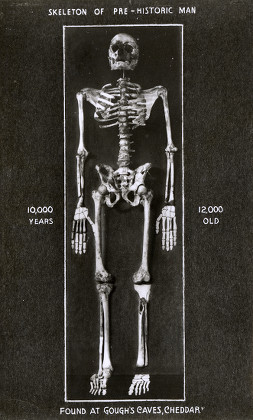 Skeleton Early Man Found Goughs Cave Editorial Stock Photo - Stock ...