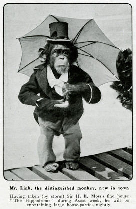 Clever Monkey Called Mr Link Missing Editorial Stock Photo - Stock ...