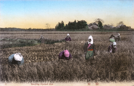 24 Rice picking Stock Pictures, Editorial Images and Stock Photos ...