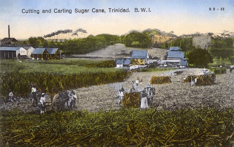 30 Cane cart Stock Pictures, Editorial Images and Stock Photos ...