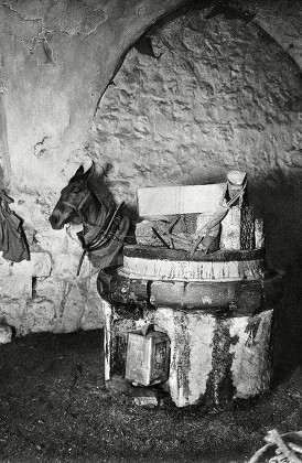 Arab Oil Mill Operated By Donkey Editorial Stock Photo - Stock Image ...
