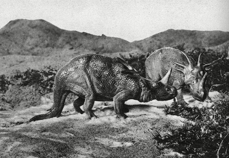 1 Styracosaur Stock Pictures, Editorial Images and Stock Photos ...