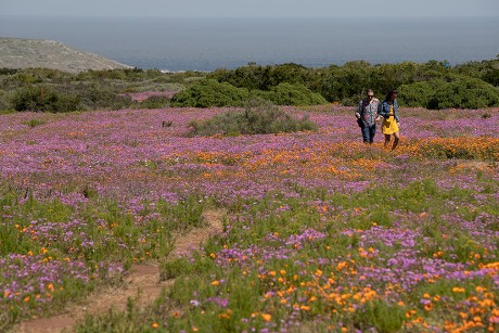Tourists Walk Field Assorted Wild Fynbos Editorial Stock Photo - Stock ...