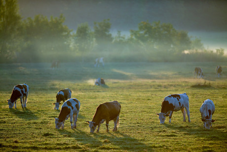 Grazing Cows Seen During Early Hours Editorial Stock Photo - Stock ...