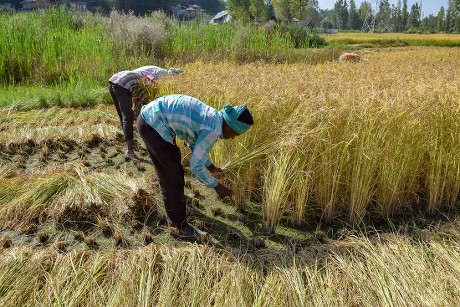 Farmers Seen Cropping Paddy Cultivation Editorial Stock Photo - Stock ...