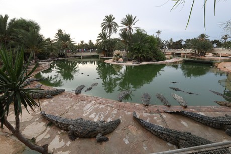 Some 700 Crocodiles Nile Crocodiles Djerba Editorial Stock Photo ...